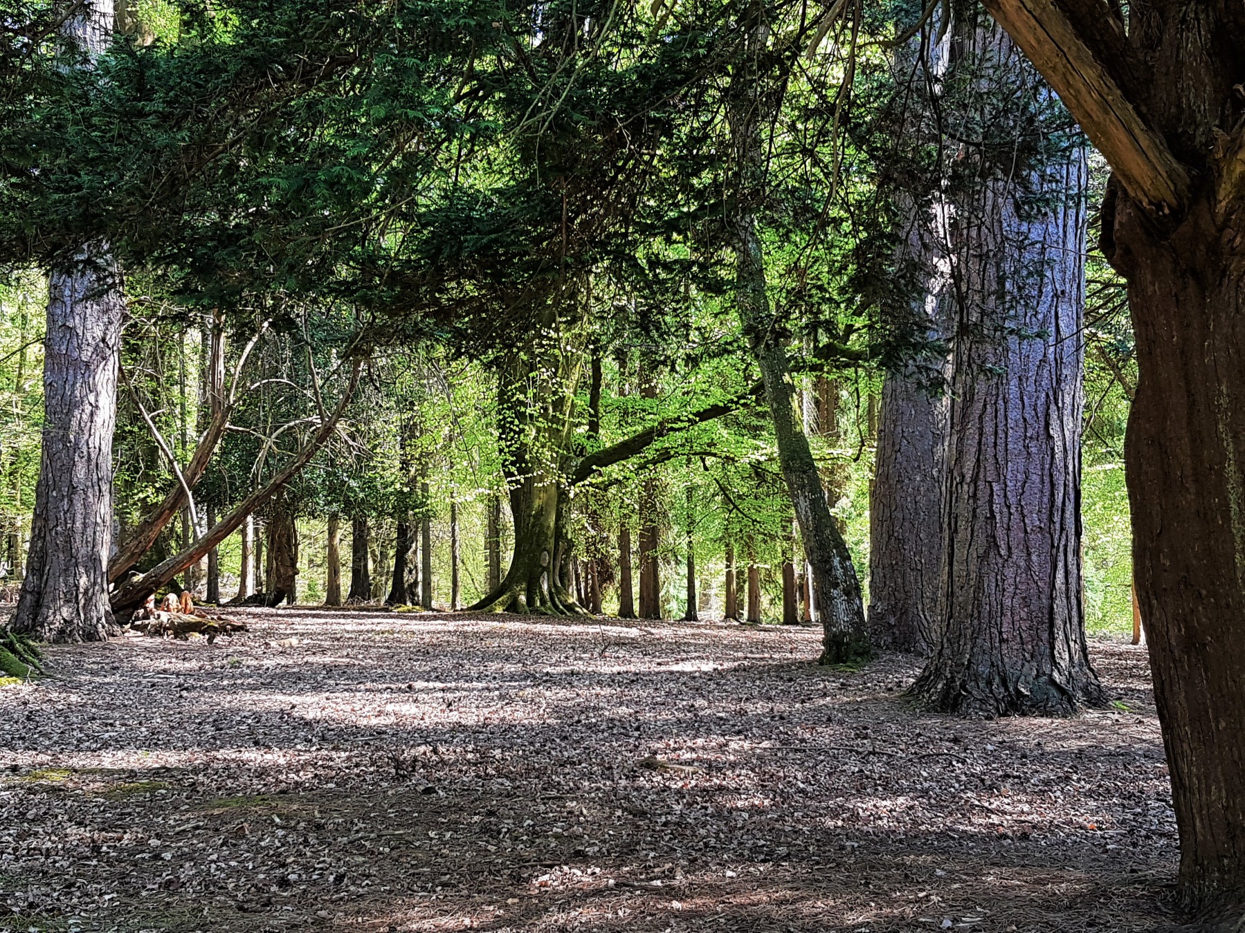 Stonehenge, New Forest & Milford on Sea