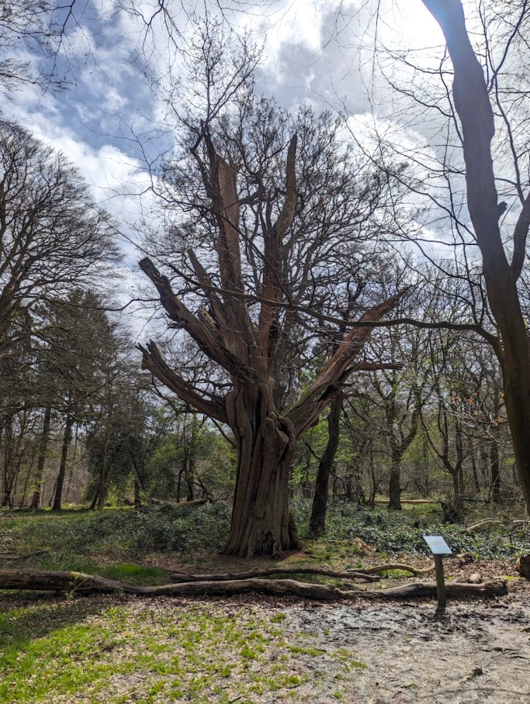 Ashridge Estate – National Trust