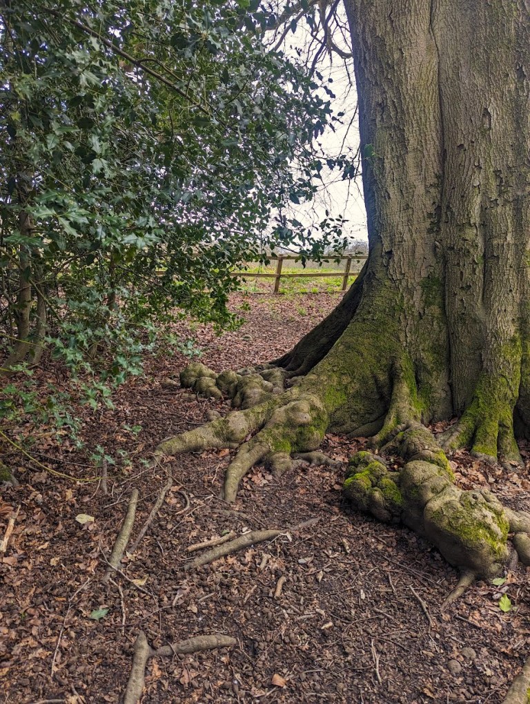 Ashridge Estate – National Trust